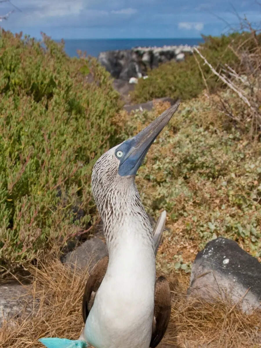 Blue-Footed Booby: An Iconic Bird Without Predators or Humans to Fear ...