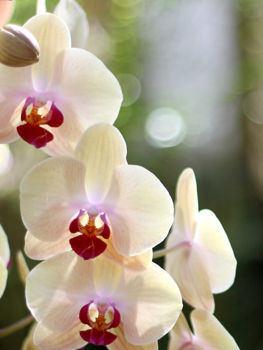 Which Place Is Known As The Land Of Orchids In India? | Times Now