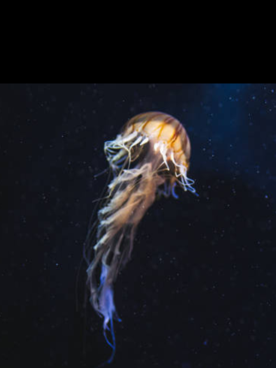 8 Mysterious Creatures: Meet The ‘Rulers’ Of Deep Sea! | Times Now