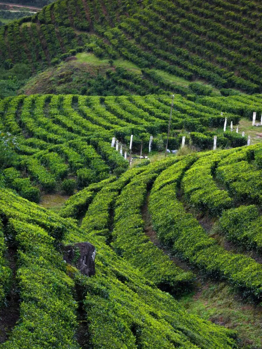 Munnar’s Magic: Top 10 Sights That Make This Hill Station Unforgettable ...