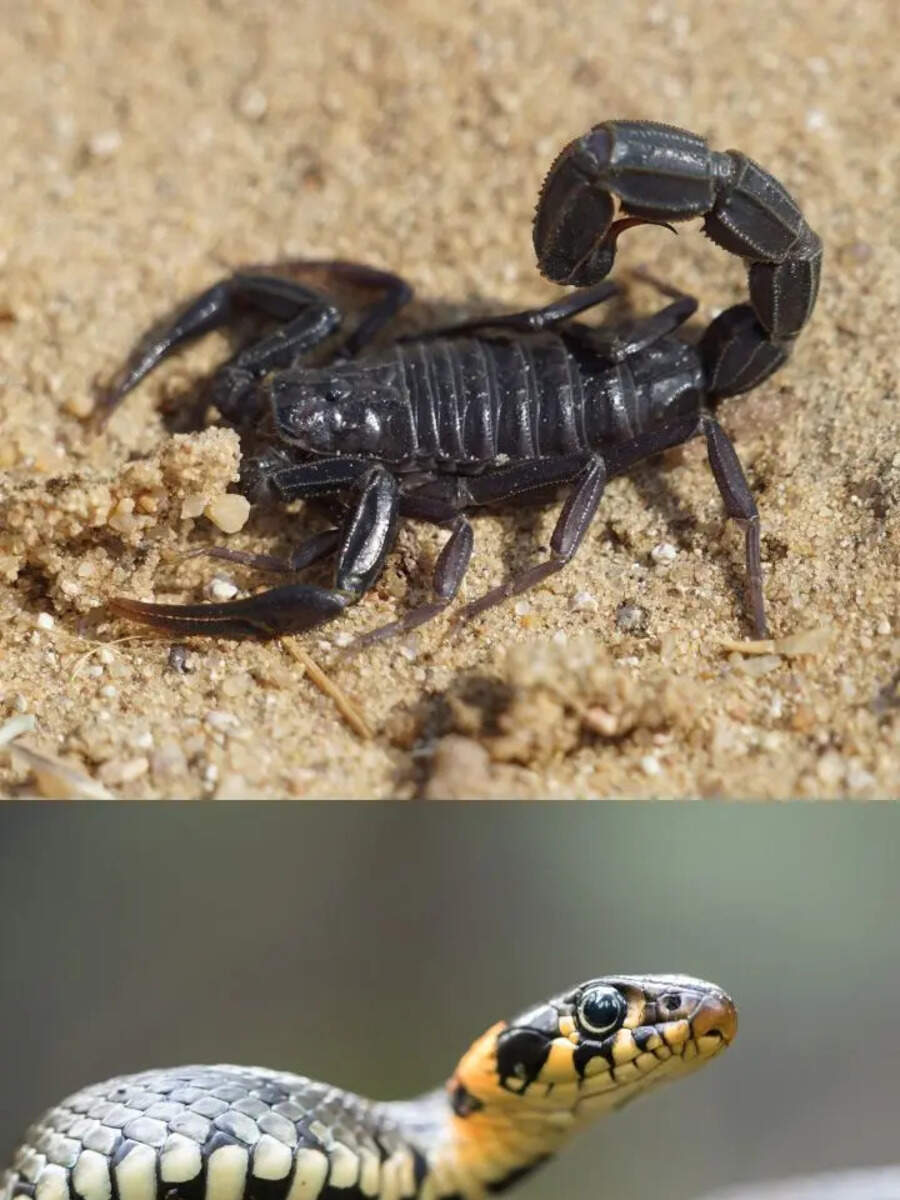 Snake, Scorpion Bites: ಹಾವು, ಚೇಳು ಕಡಿತಕ್ಕೆ ಯಾವ ಚಿಕಿತ್ಸೆ ಸೂಕ್ತ? ಹೆಚ್ಚು ...