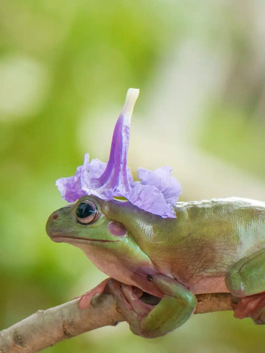 Amphibians: An Extinction 45000 Times Faster Than Normal | Times Now