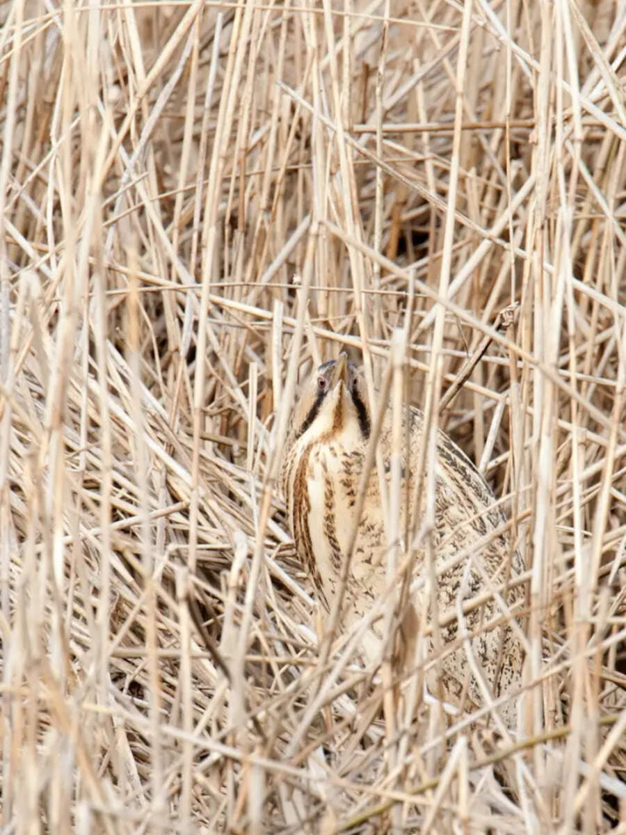 Optical Illusion: Spot the Bird in the Grass If You Have Sharp Eyes ...