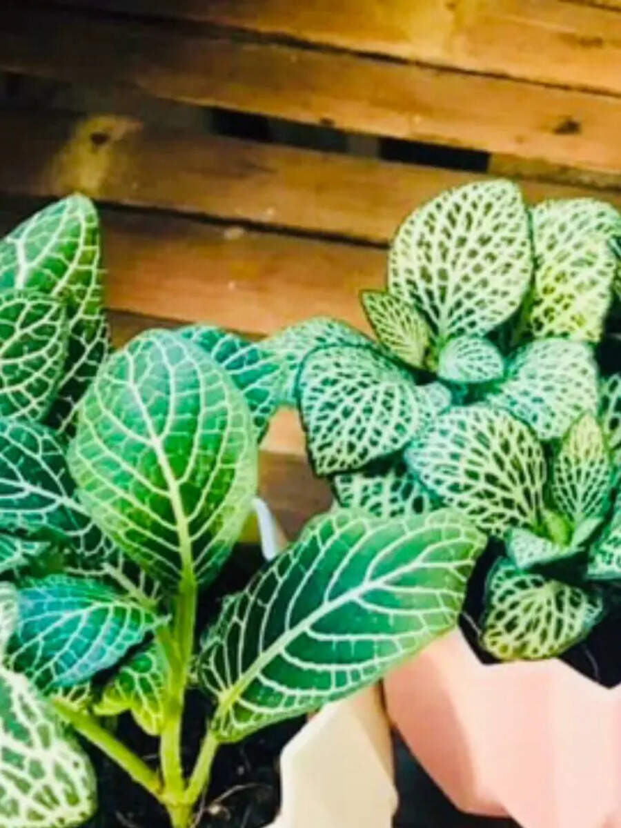 10 Budget-friendly Indoor Plants That Thrive In Summer | Times Now