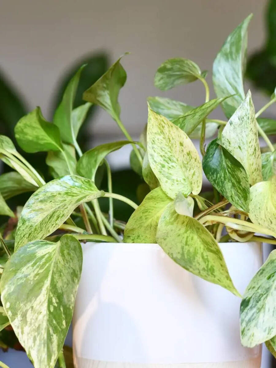 10 Amazing Benefits Of Keeping Pothos Plant In Your Living Room | Times Now