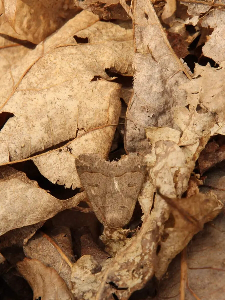 Optical Illusion: Find the Moth Among the Leaves in 5 Seconds | Times Now