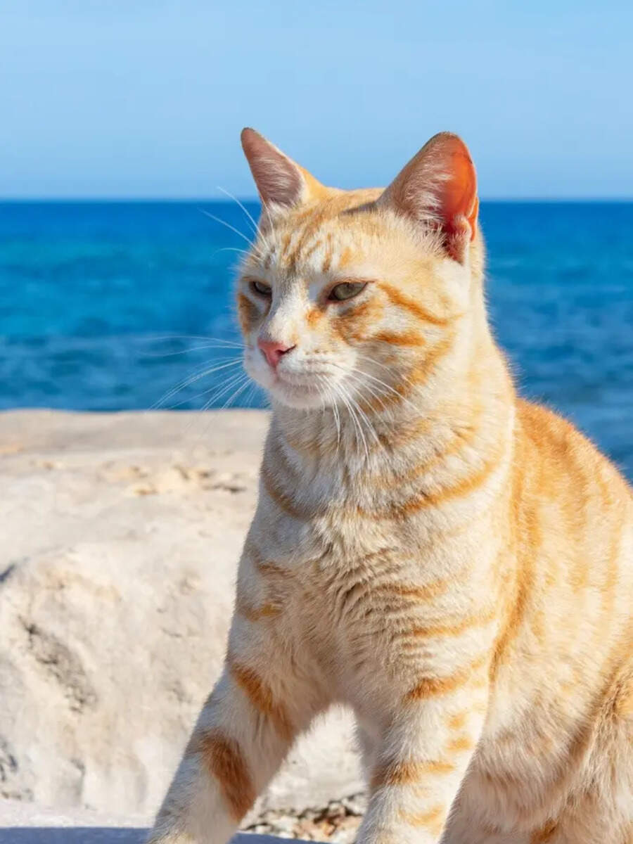 Cyprus: A Country With More Cats Than Humans | Times Now