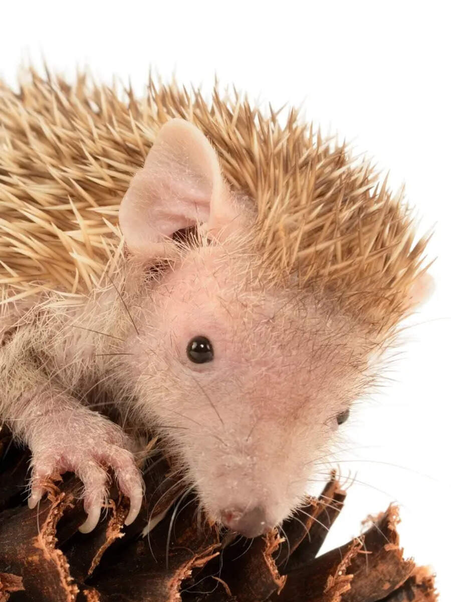 Tailless Tenrec: The Mammal Births the Most Babies in a Single Litter ...