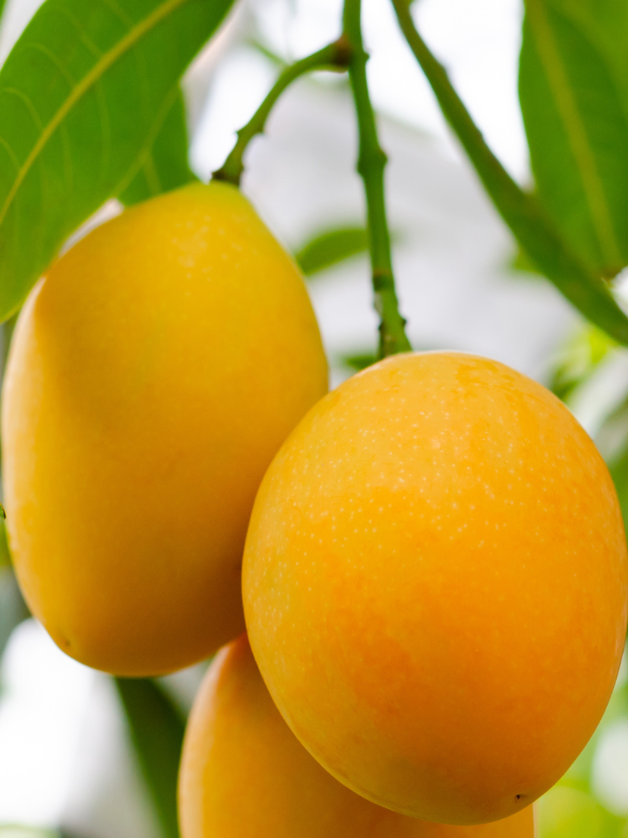 9 Local Mango Varieties In Bengal | Times Now