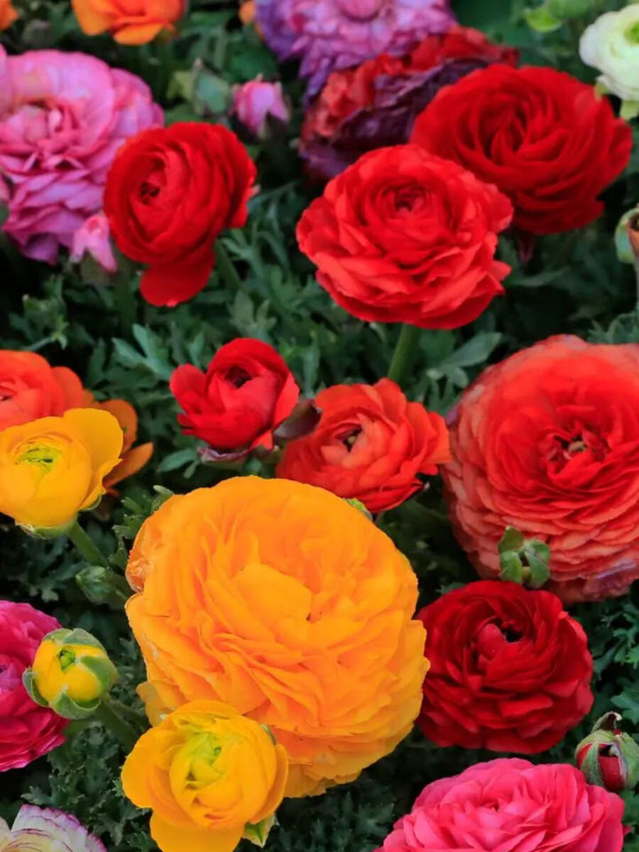 10 Perennial Flowers That Attract Butterflies And Birds Naturally Times Now