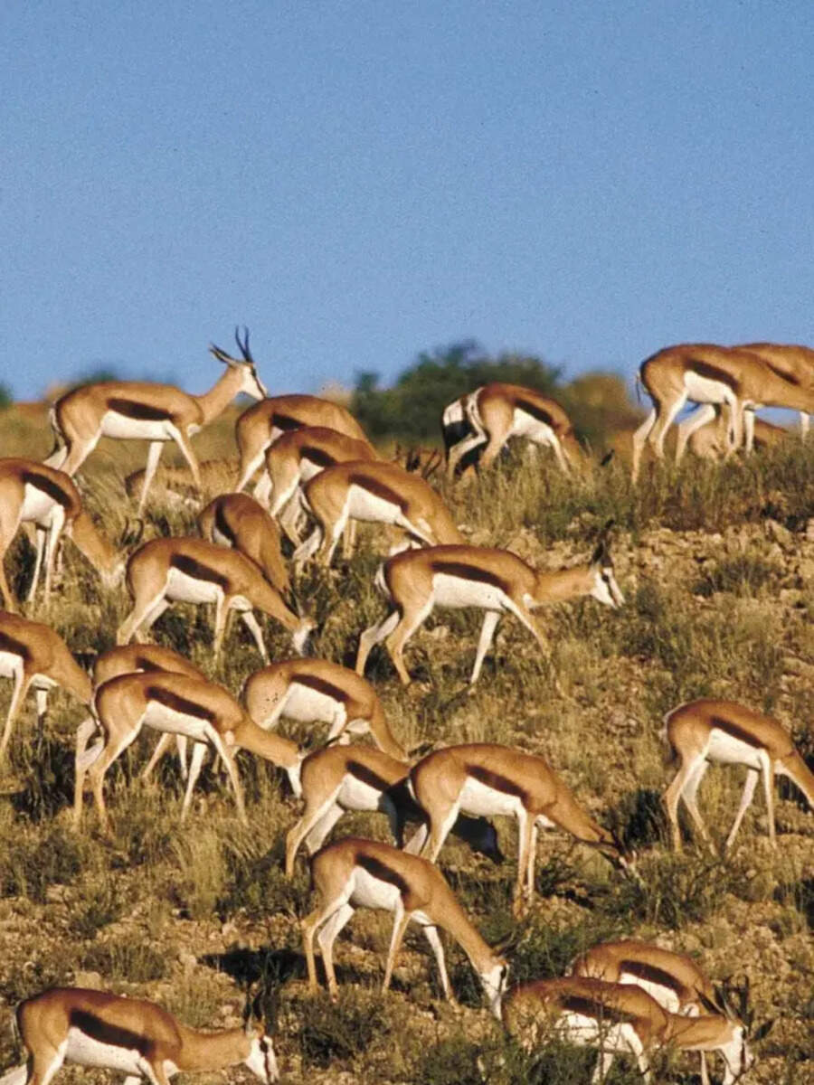 Springbok: The Largest Herds Ever Had a Crore Animals | Times Now