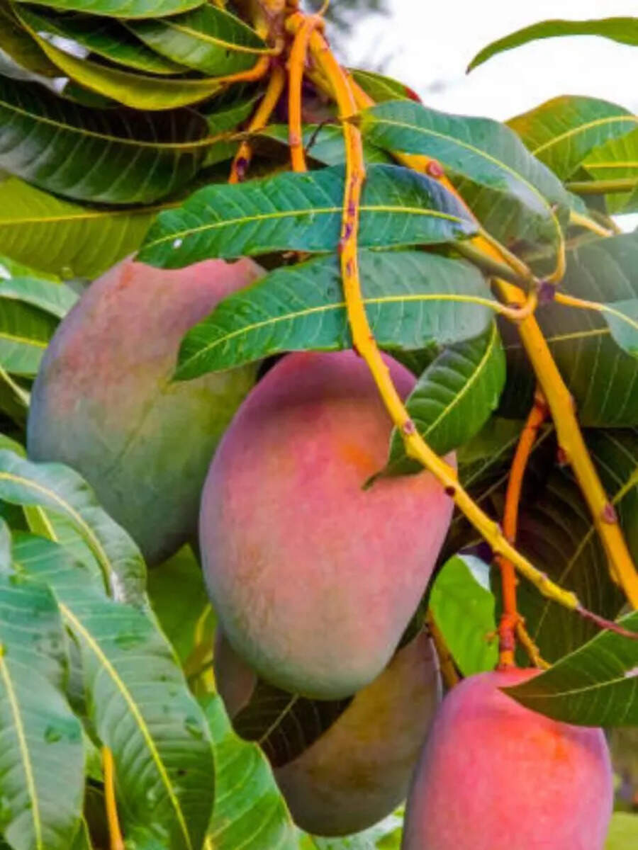 Duniya Ka Sabse Mahnga Aam: How To Grow Miyazaki Mango Which Costs Rs 3 ...