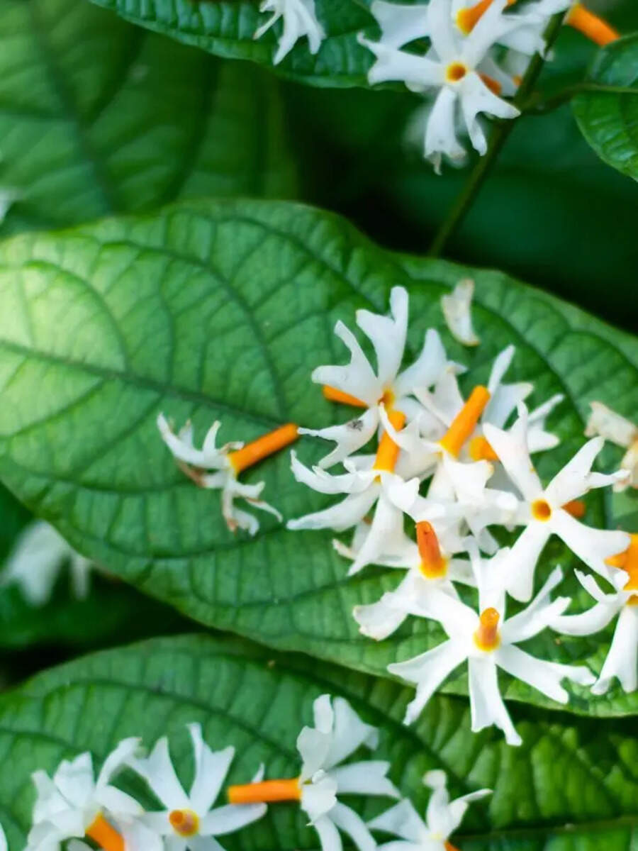 10 Vastu-approved Perennial Flowers That Ensure Peace And Positivity ...