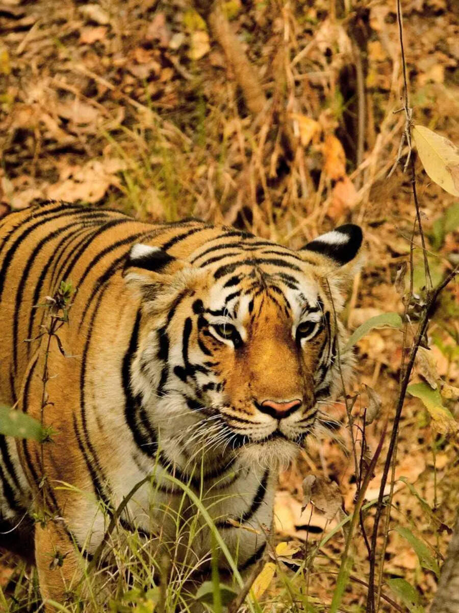 Wild History: 10 Reasons Why You Should Visit Pench National Park ...