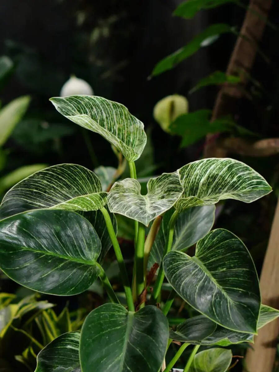 10 Gorgeous Indoor Plants That Look Fake But Are Actually Real | Times Now