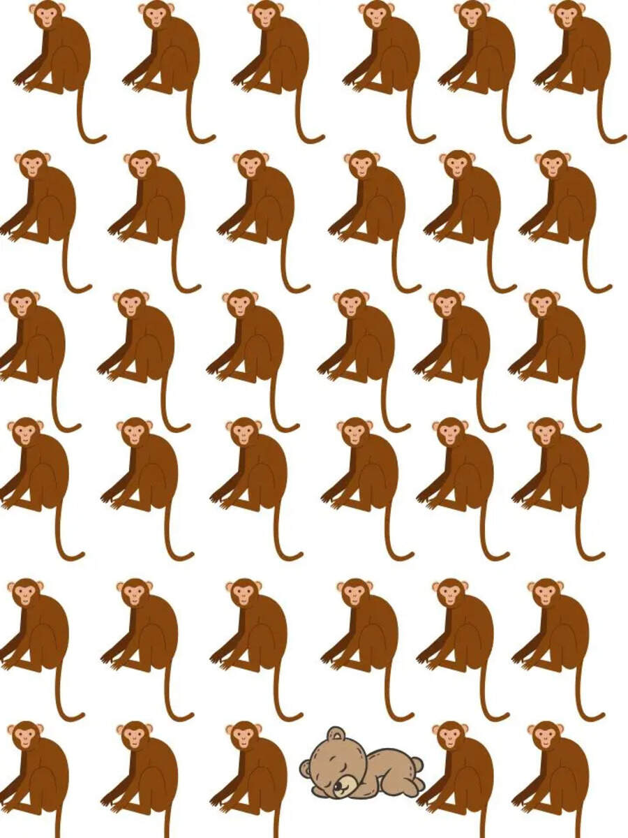 A bear sleeping in a group of monkeys Only animal lovers will see it ...