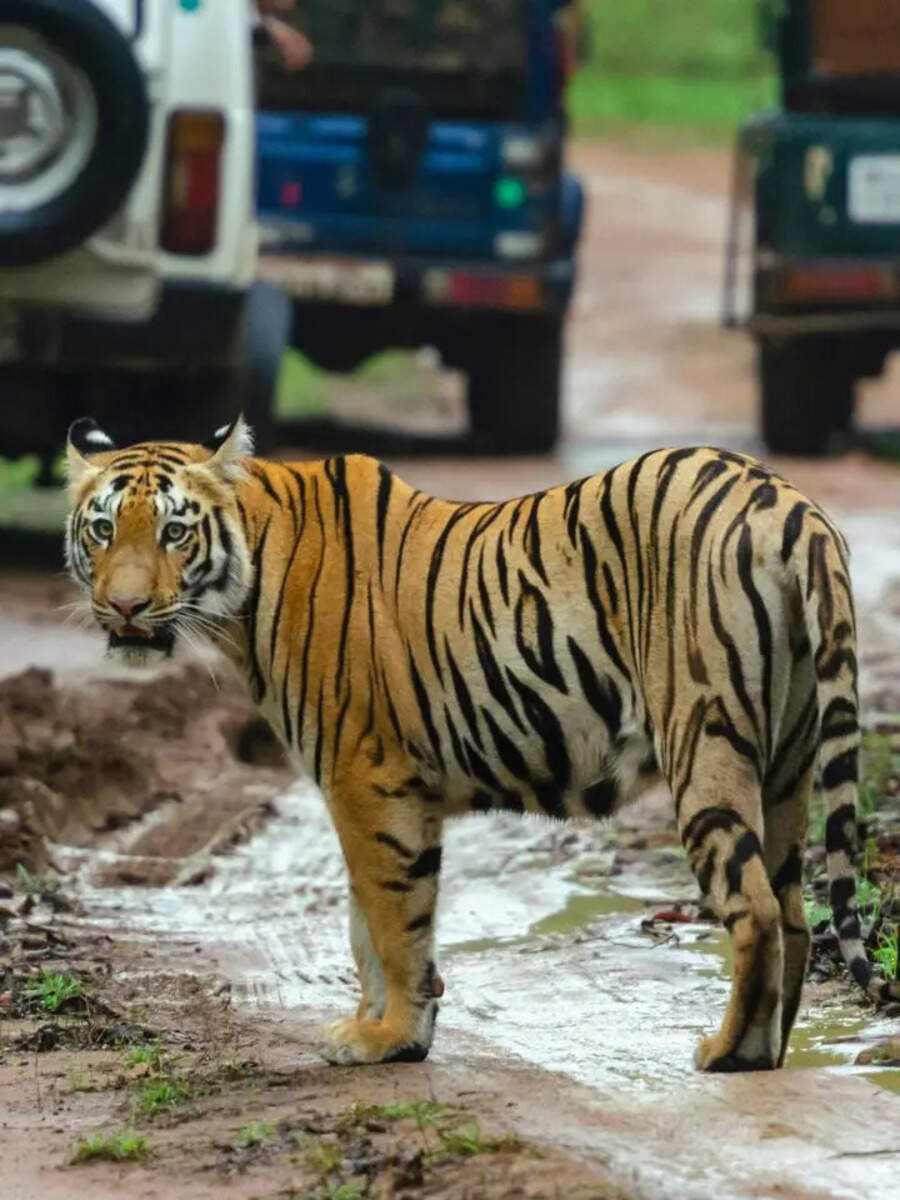 Wild History: 10 Tiger Safaris In India You Can Book For Diwali Long ...