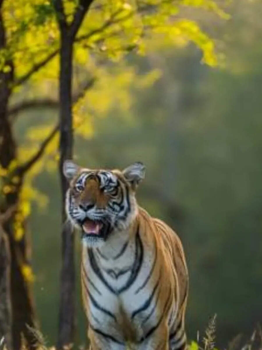 शिकार की हड्डियां तक चबा जाता है ये जानवर, आपको भी पता है नाम Which ...