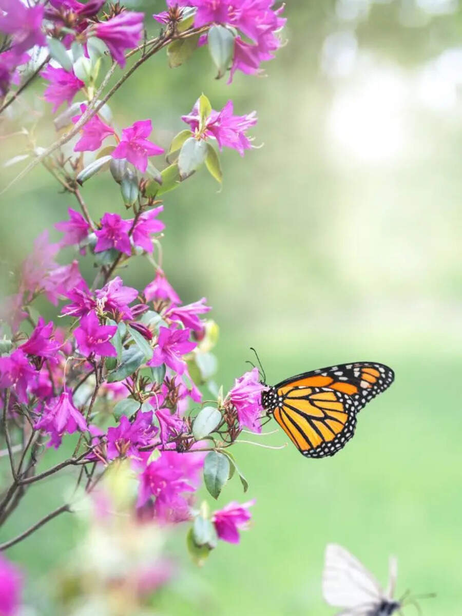 10 Perennial Plants To Attract Butterflies To Your Balcony | Times Now
