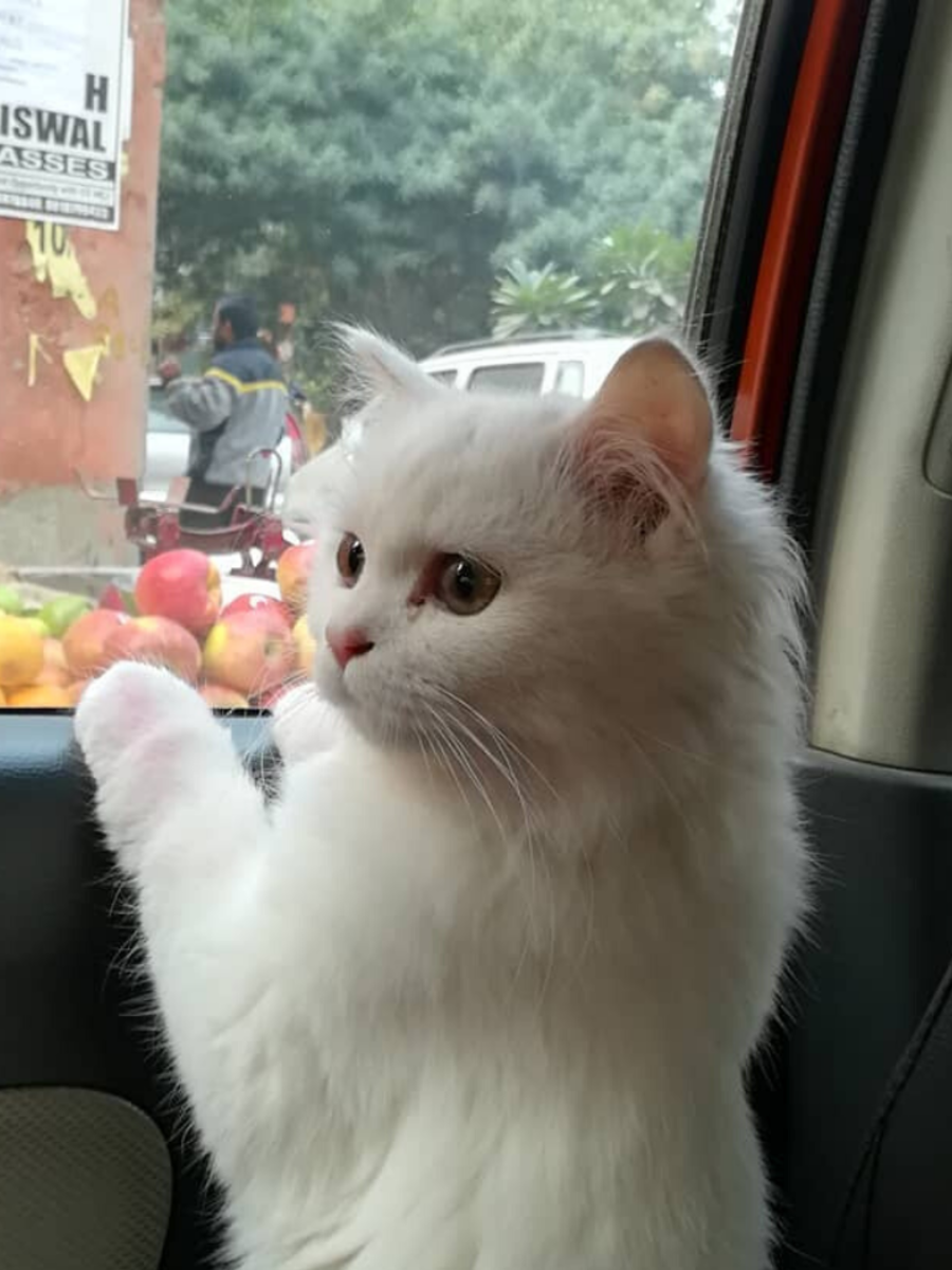 Things to keep in mind while travelling with pets | Zoom TV