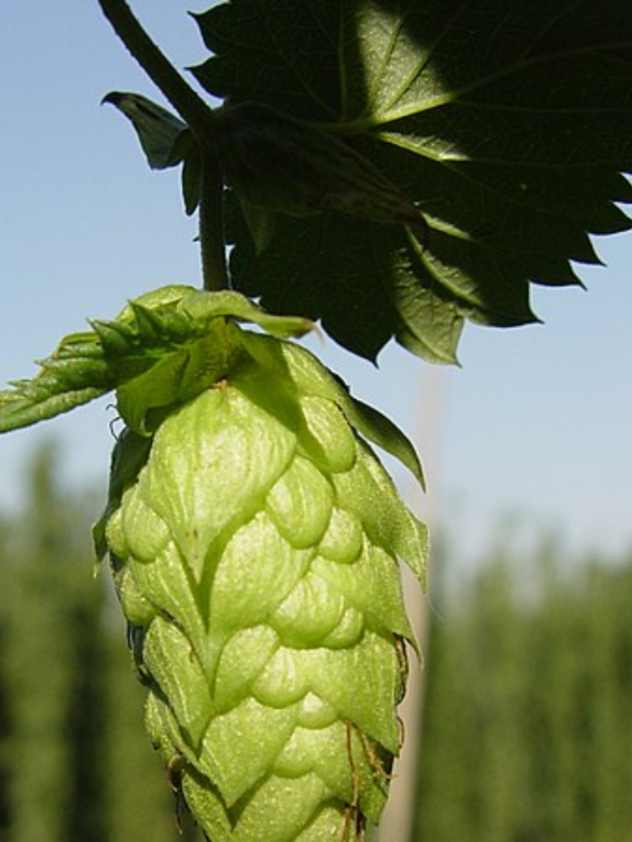 These are the most expensive vegetables in the world | Times Now