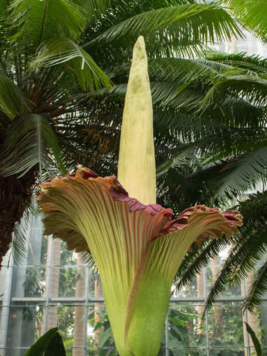 Coolest, weirdest, most exotic plants in the world | Times Now