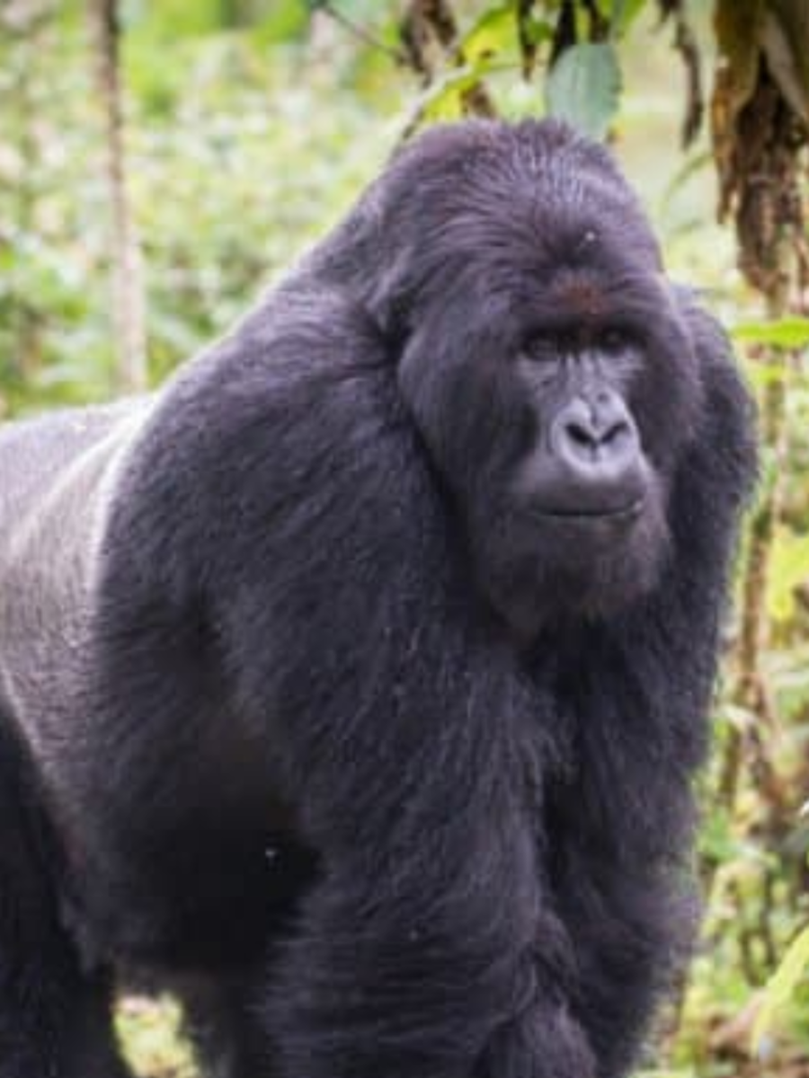 Basically invincible: 9 toughest animals in the world | Times Now