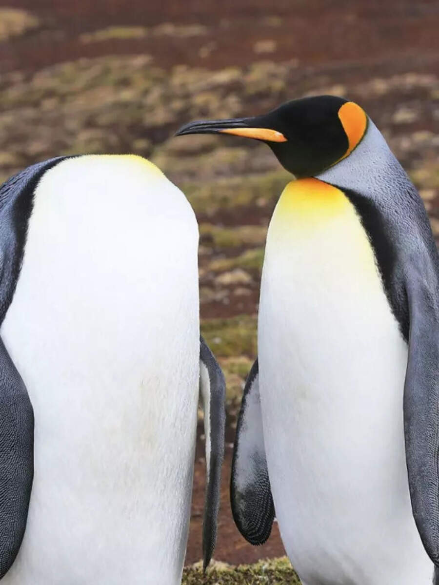 Comedy Wildlife Photographer Awards 2022: Funniest of the finalists ...