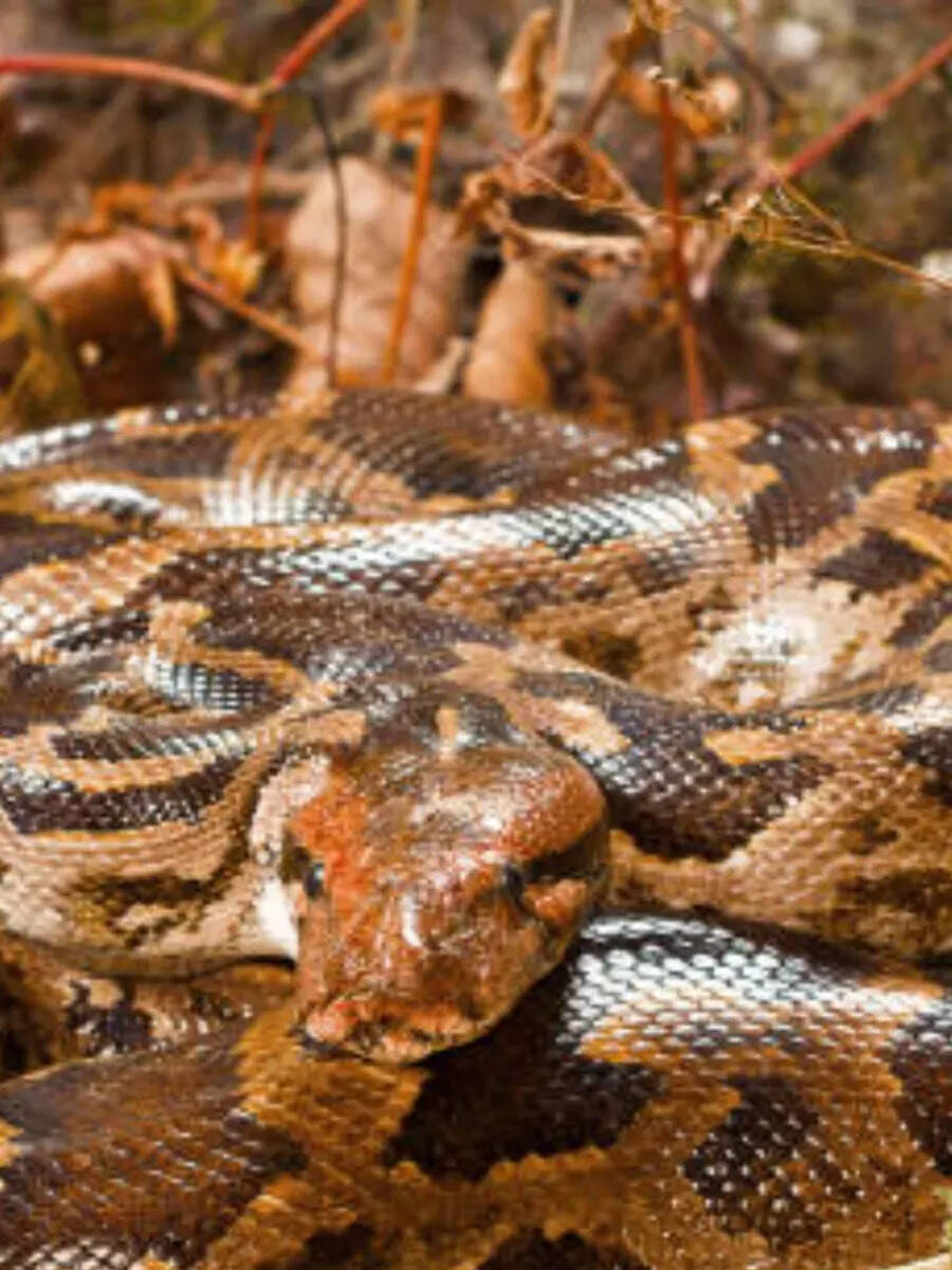 Indonesian plantation worker swallowed by python: Here's why the snake ...