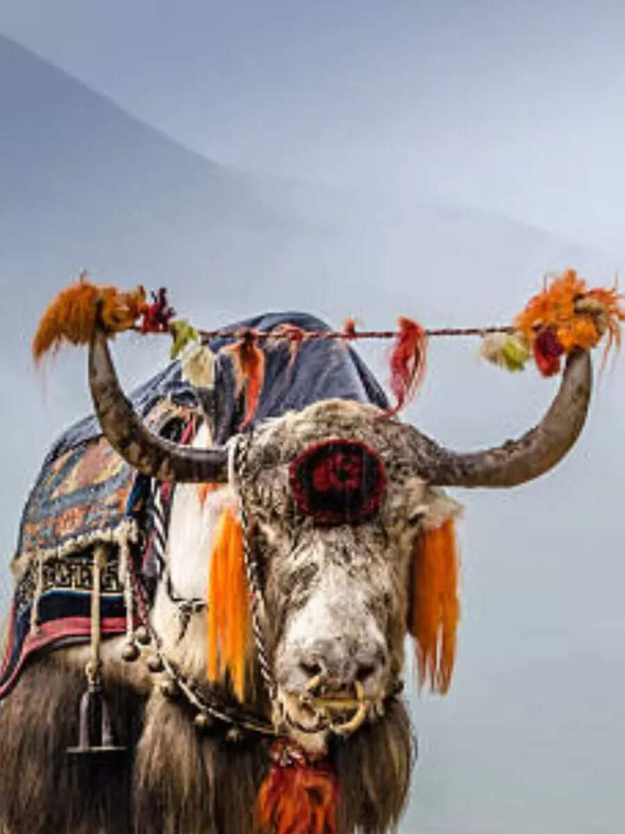 Himalayan Yak is now a ‘food animal’: What this means | Times Now