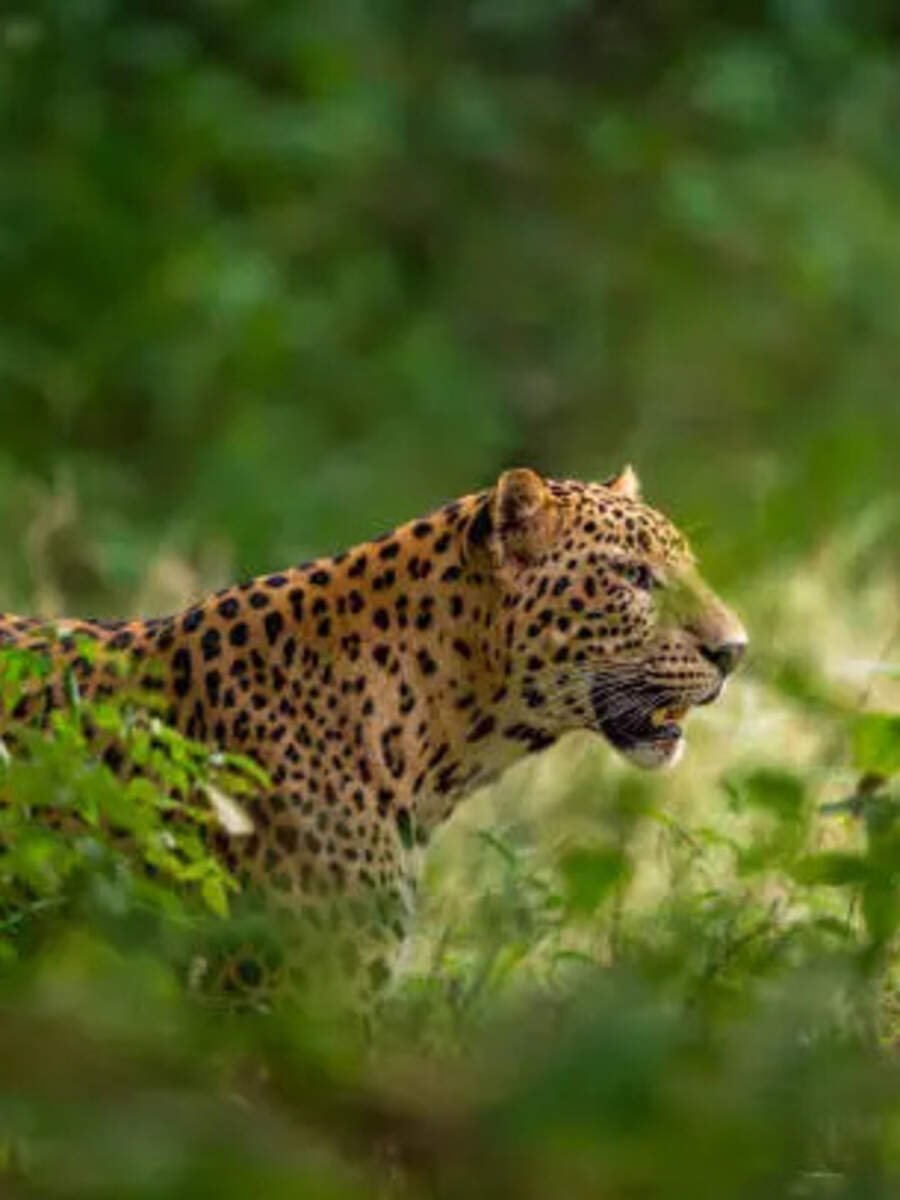 Leopard sighting in Bengaluru: Here is what city dwellers need to know | Times Now