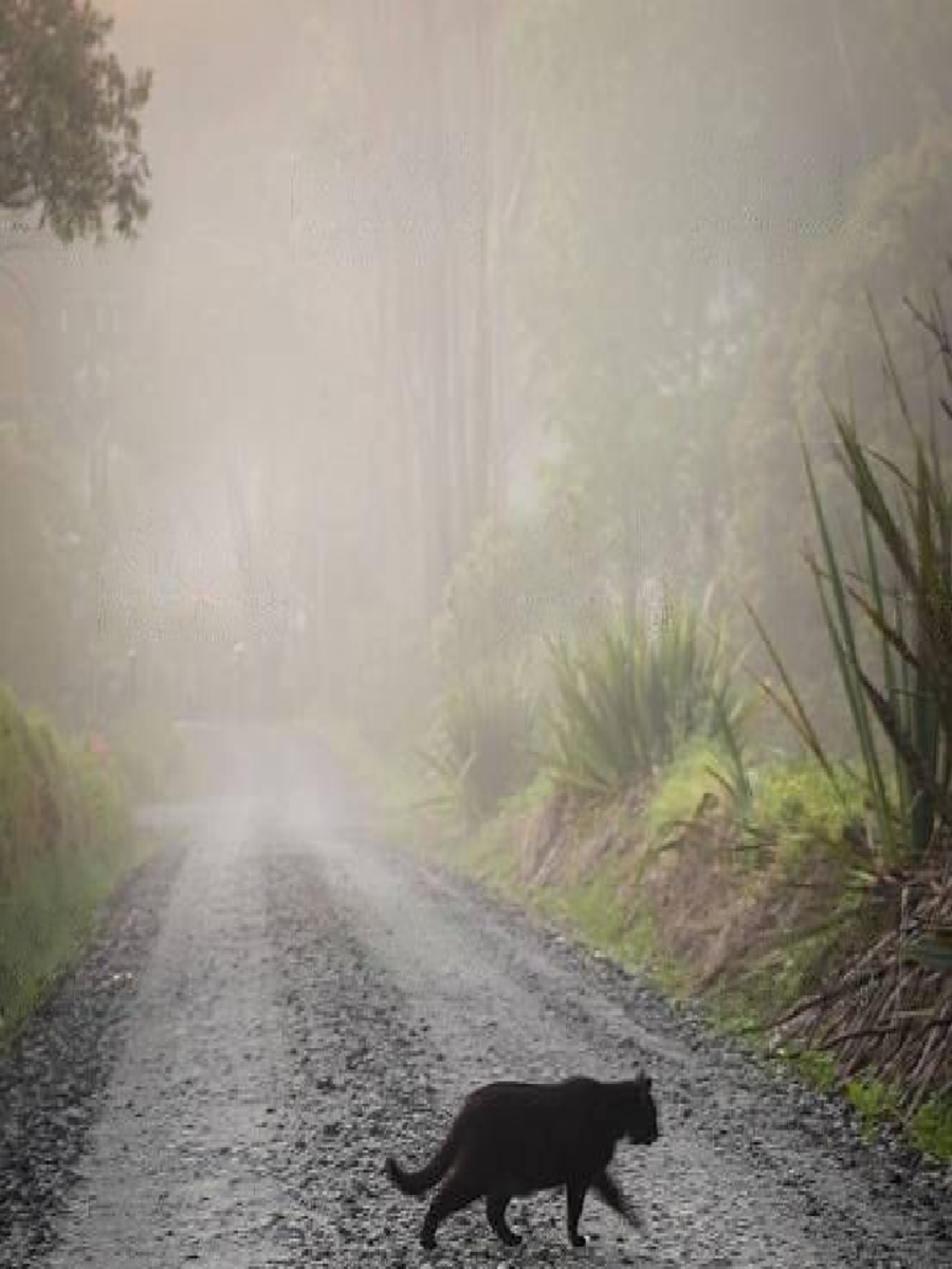 10 common superstitions from around the world | Times Now