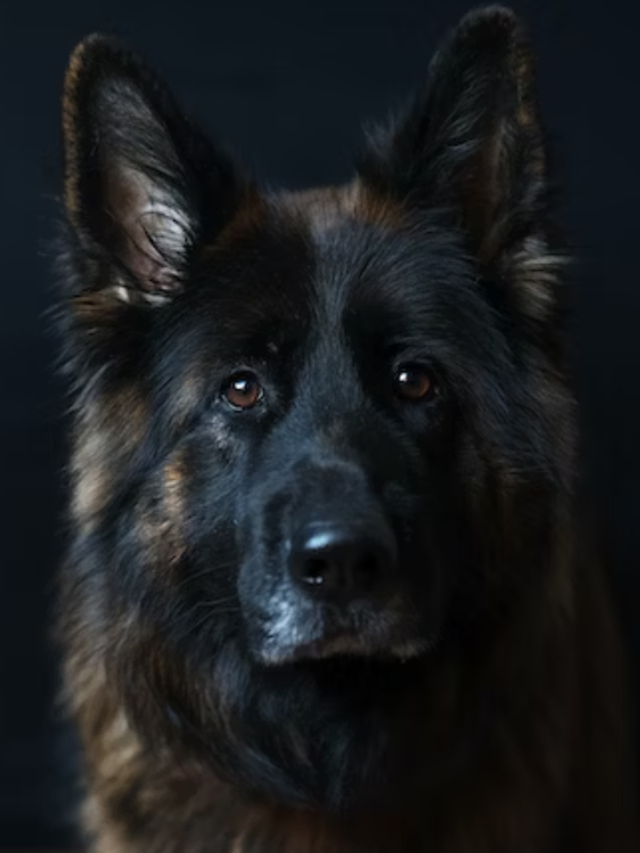 Cute Large Dog Breeds You Can't Help But Love Instantly | Times Now